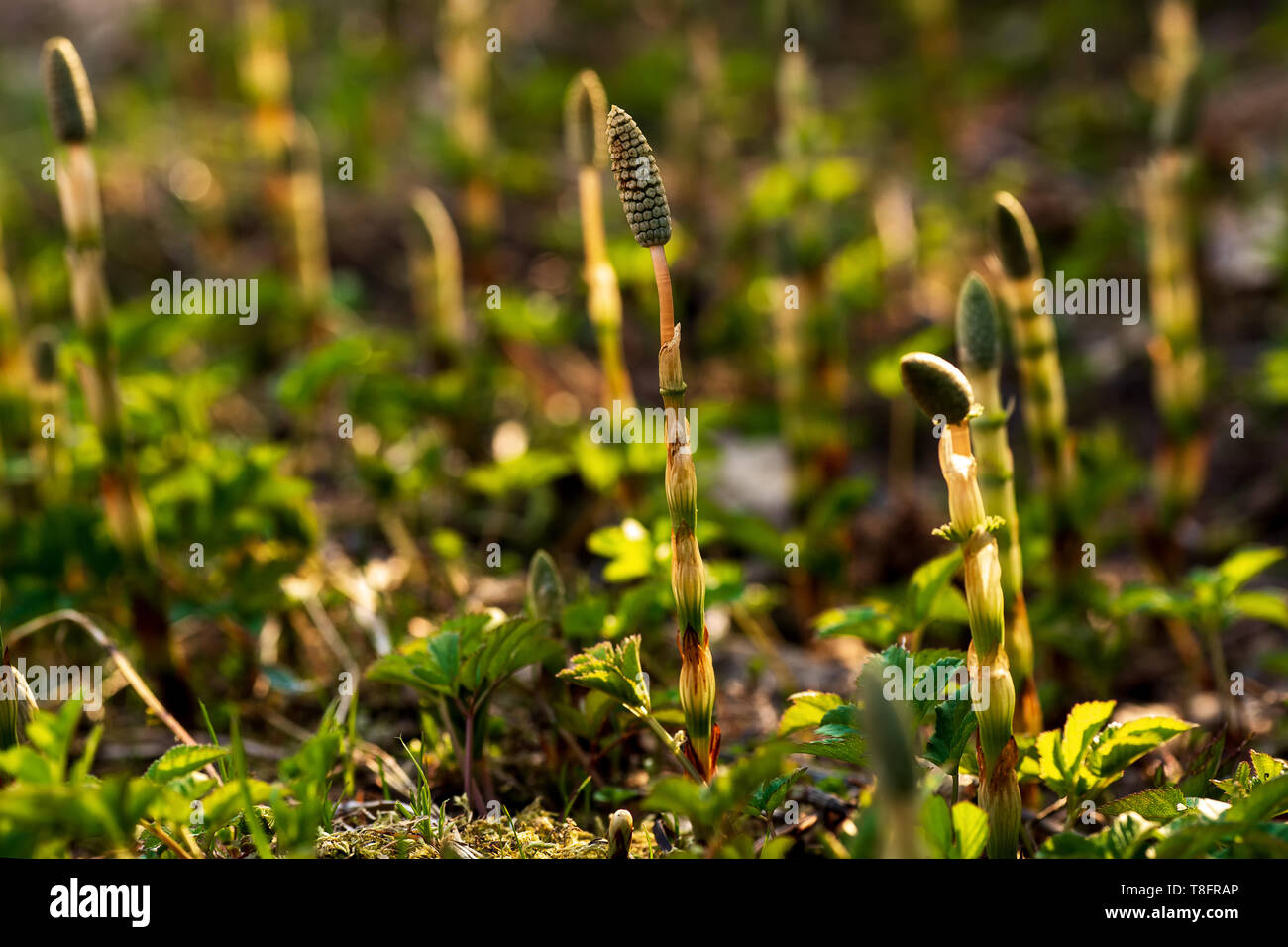 medicinal plant horsetail on the background of spring glade Stock Photo ...