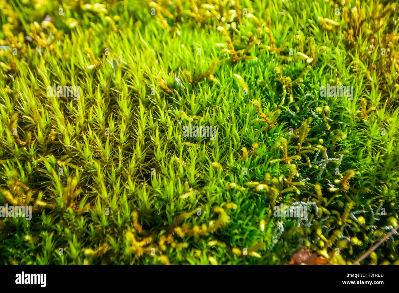 Beautiful green mossy background. Natural texture of green moss in the ...