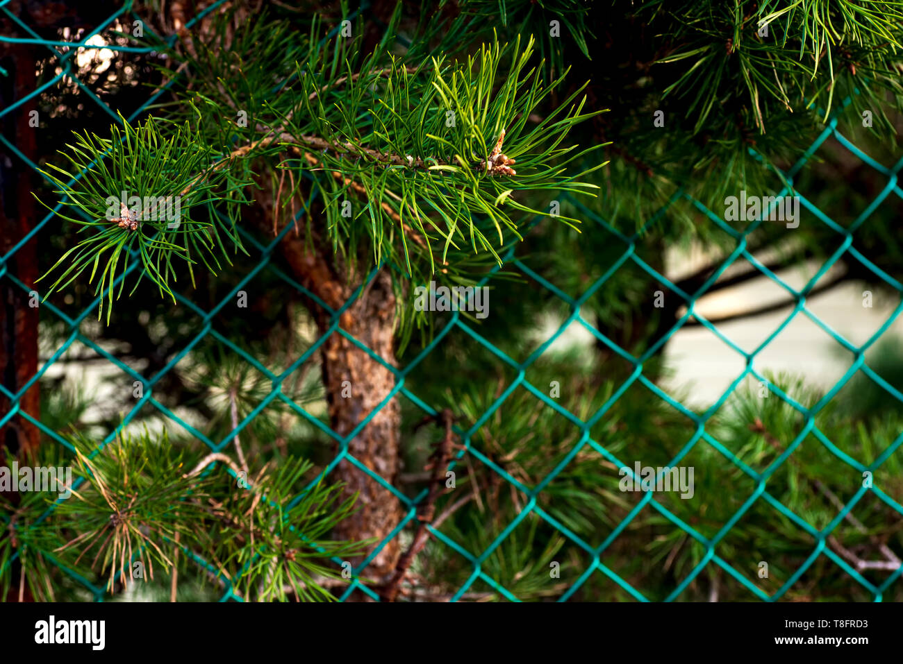 Branch growing over fence hi-res stock photography and images - Alamy