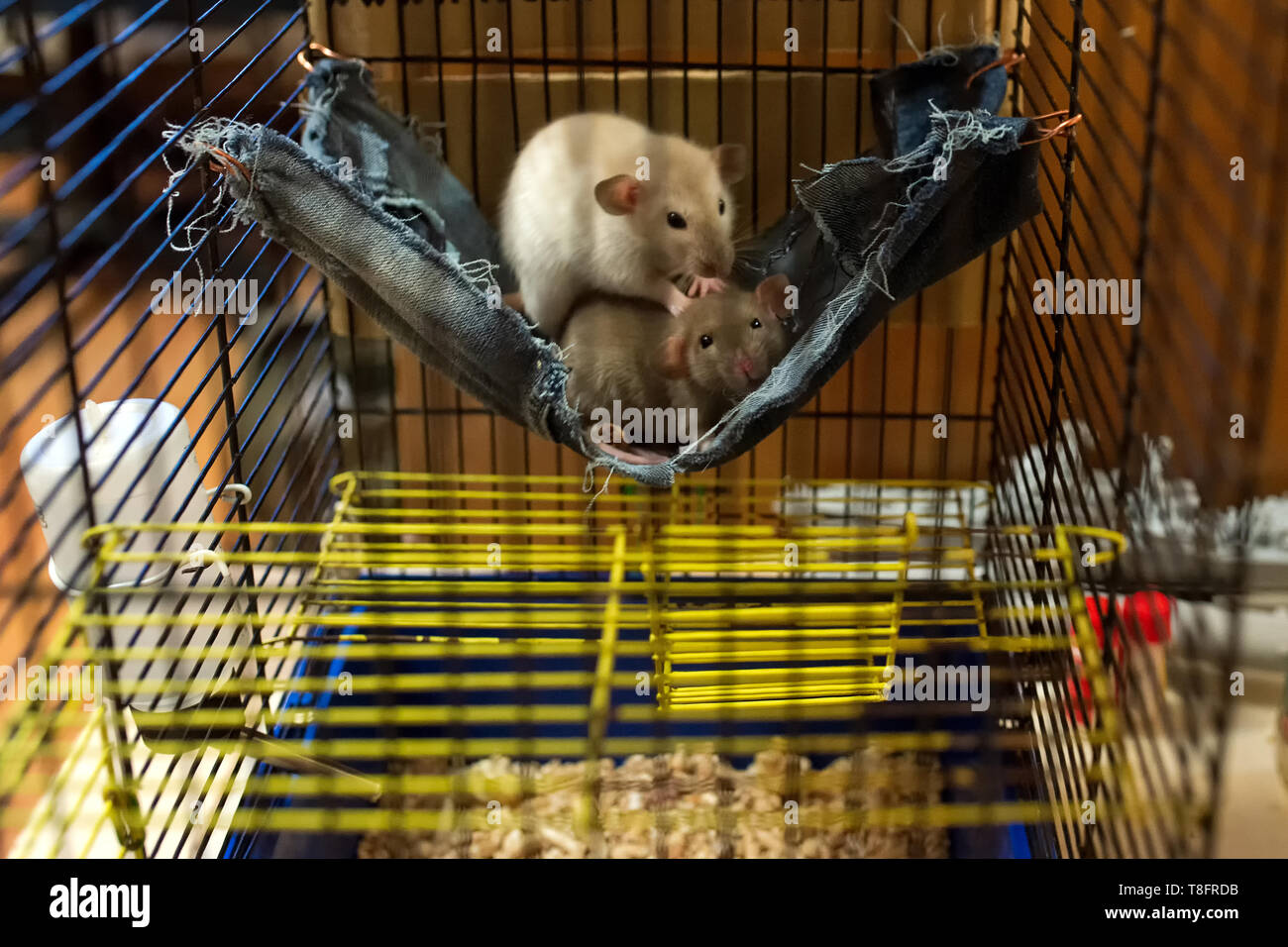 Domestic rats cage hi-res stock photography and images - Alamy
