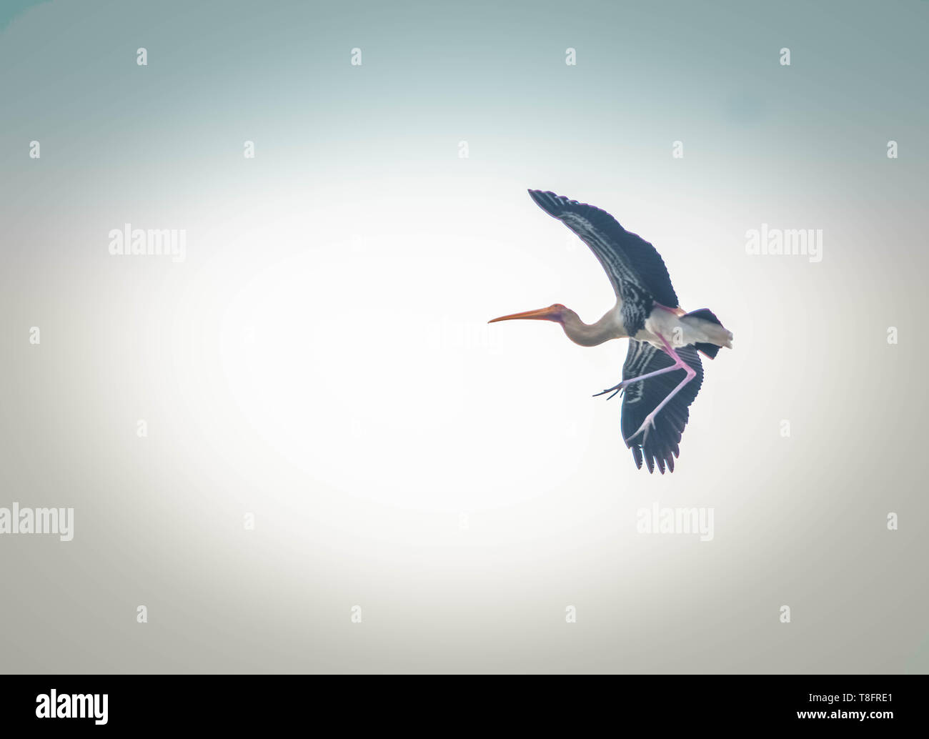 Stork flying in sky hi-res stock photography and images - Alamy