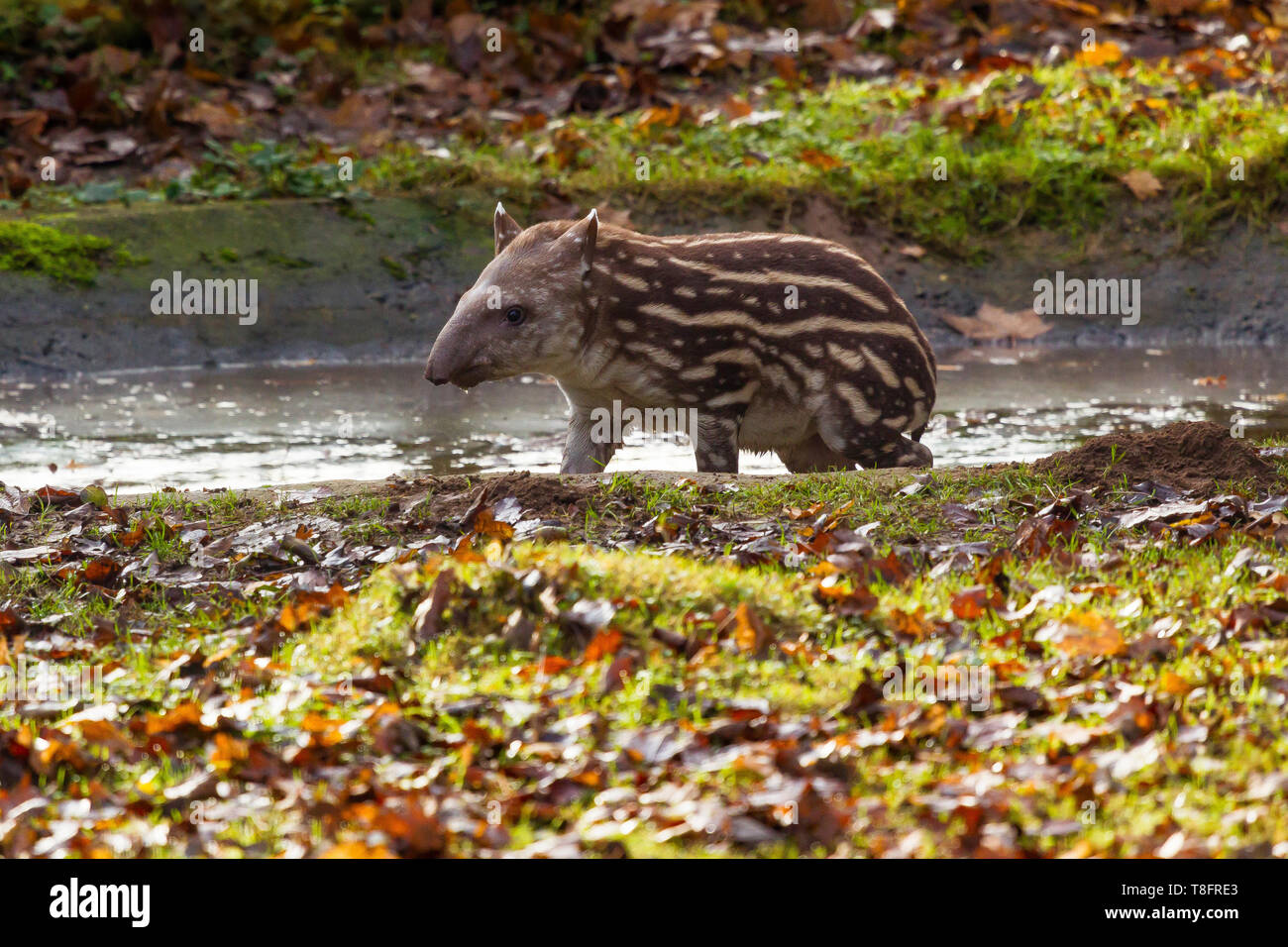South American Tapir or Brazilian Tapir Calf ( Tapirus Terrestris ...