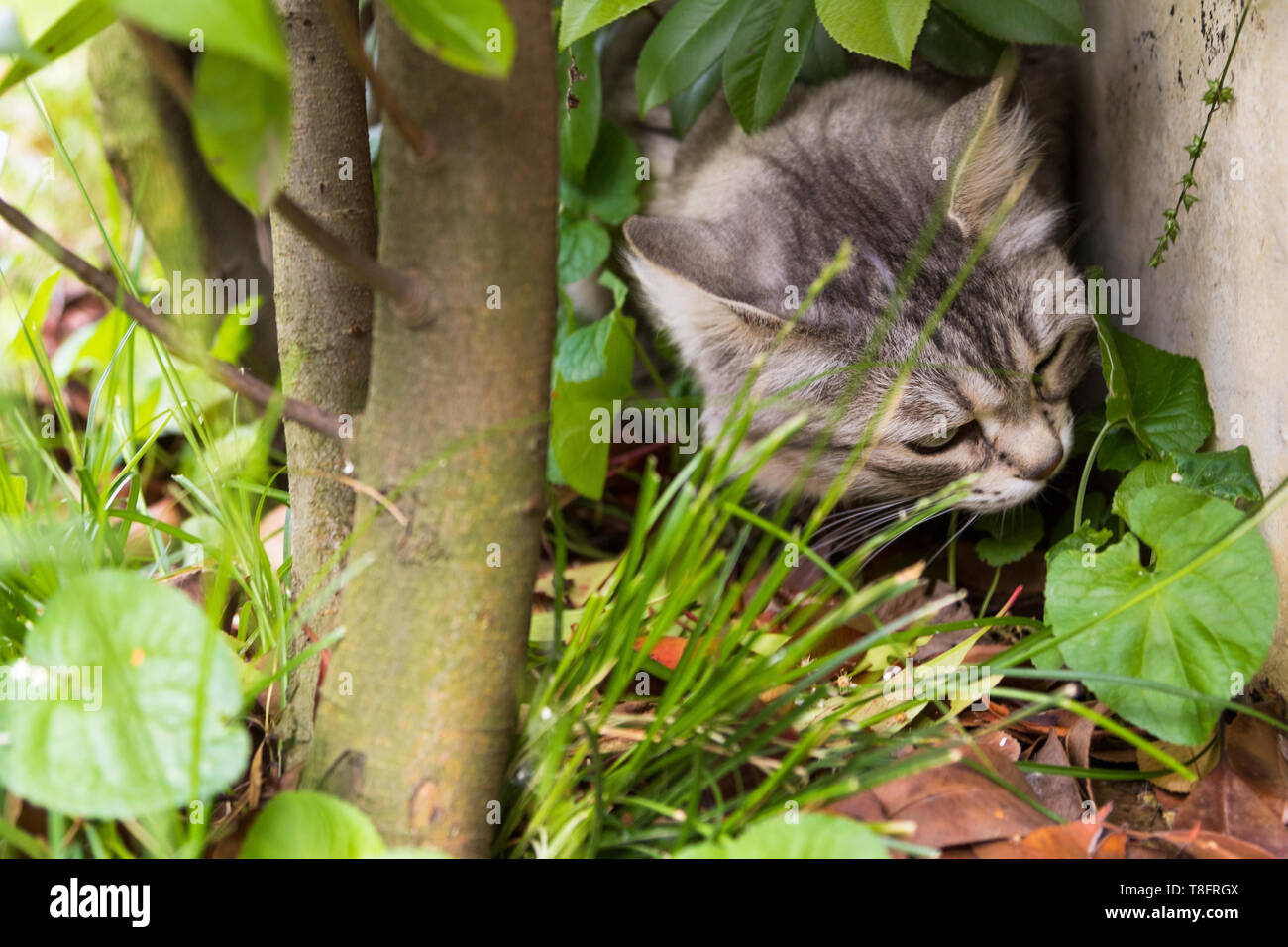 Curious cat with long hair outdoor in a garden under the hedge ...