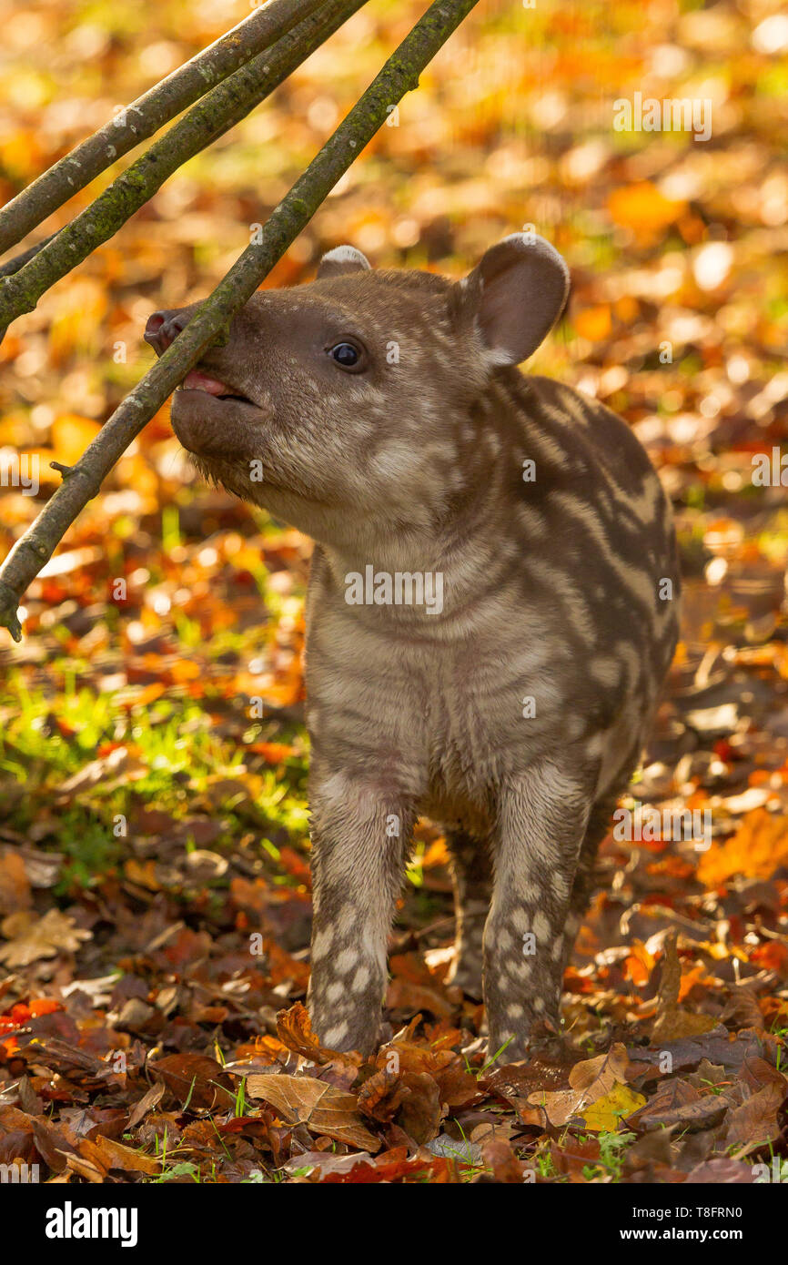 South American Tapir or Brazilian Tapir Calf ( Tapirus Terrestris ...