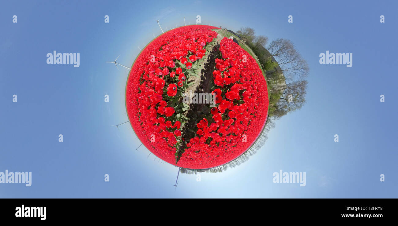 Flower fields netherlands perspective hi-res stock photography and ...