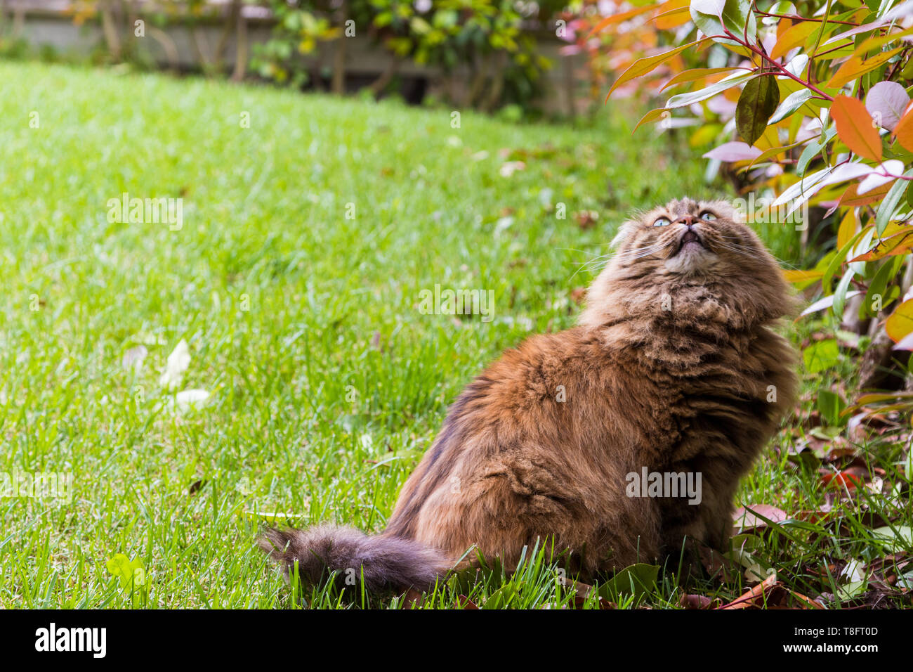 Beautiful cat with long hair outdoor in a garden, siberian purebred ...