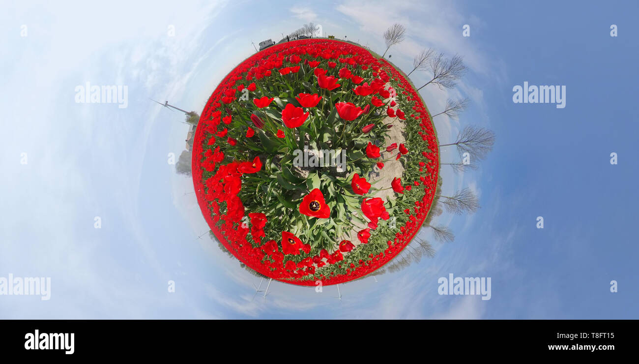 Tiny planet of beautiful flower field in the Netherlands Stock Photo ...