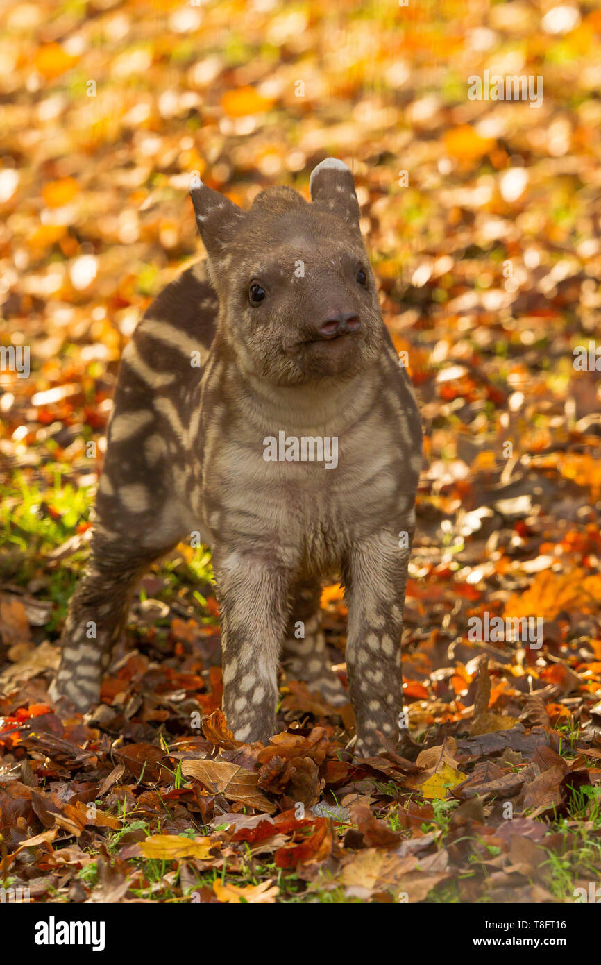 South American Tapir or Brazilian Tapir Calf ( Tapirus Terrestris ...