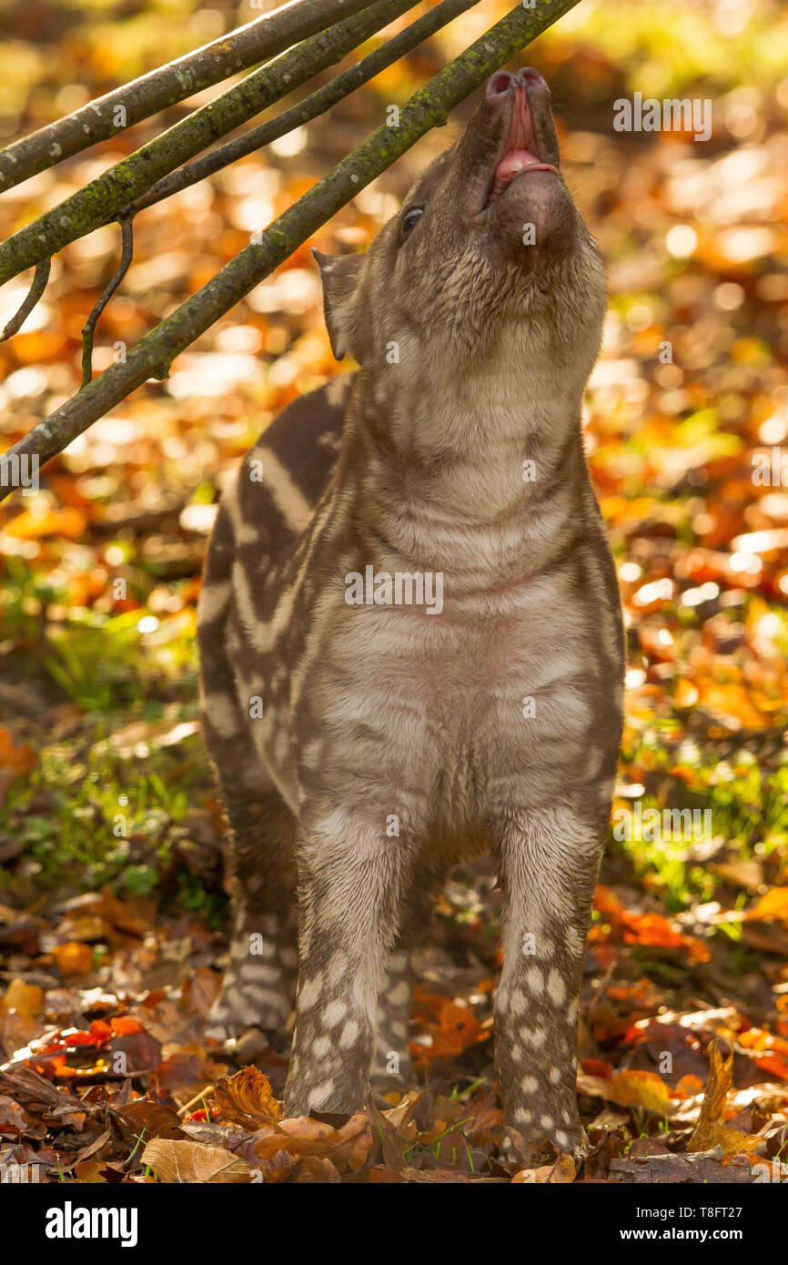 South American Tapir or Brazilian Tapir Calf ( Tapirus Terrestris ...