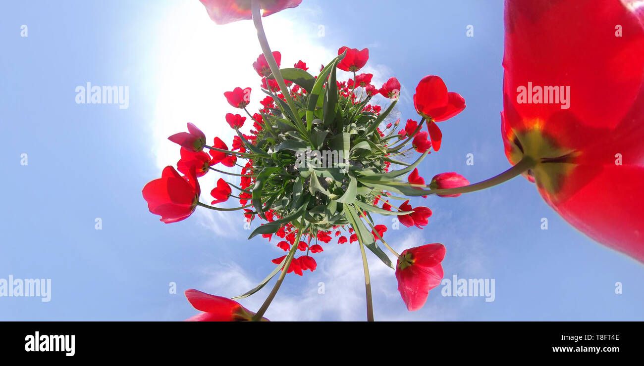 Tiny planet of beautiful flower field in the Netherlands Stock Photo ...