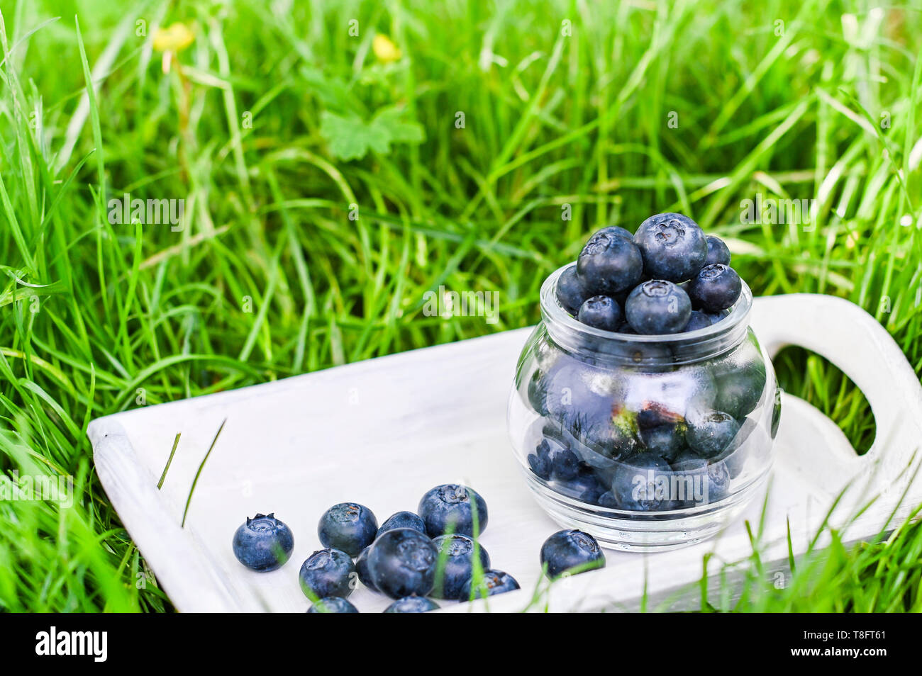 Ripe blueberries in a jar and a lot of fresh green grass. Sprouting ...