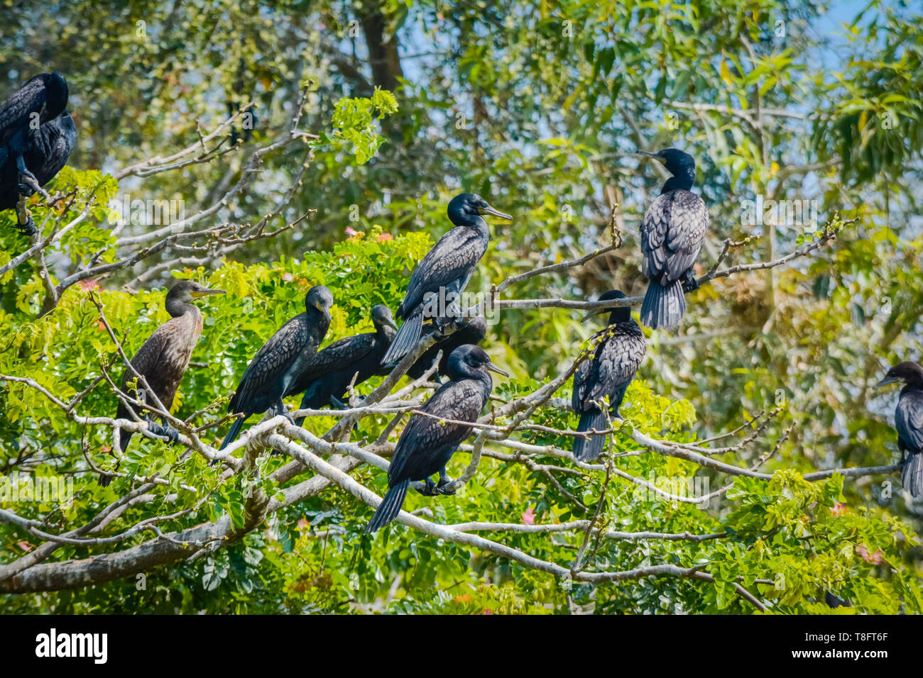 Birds sitting on the tree hi-res stock photography and images - Alamy