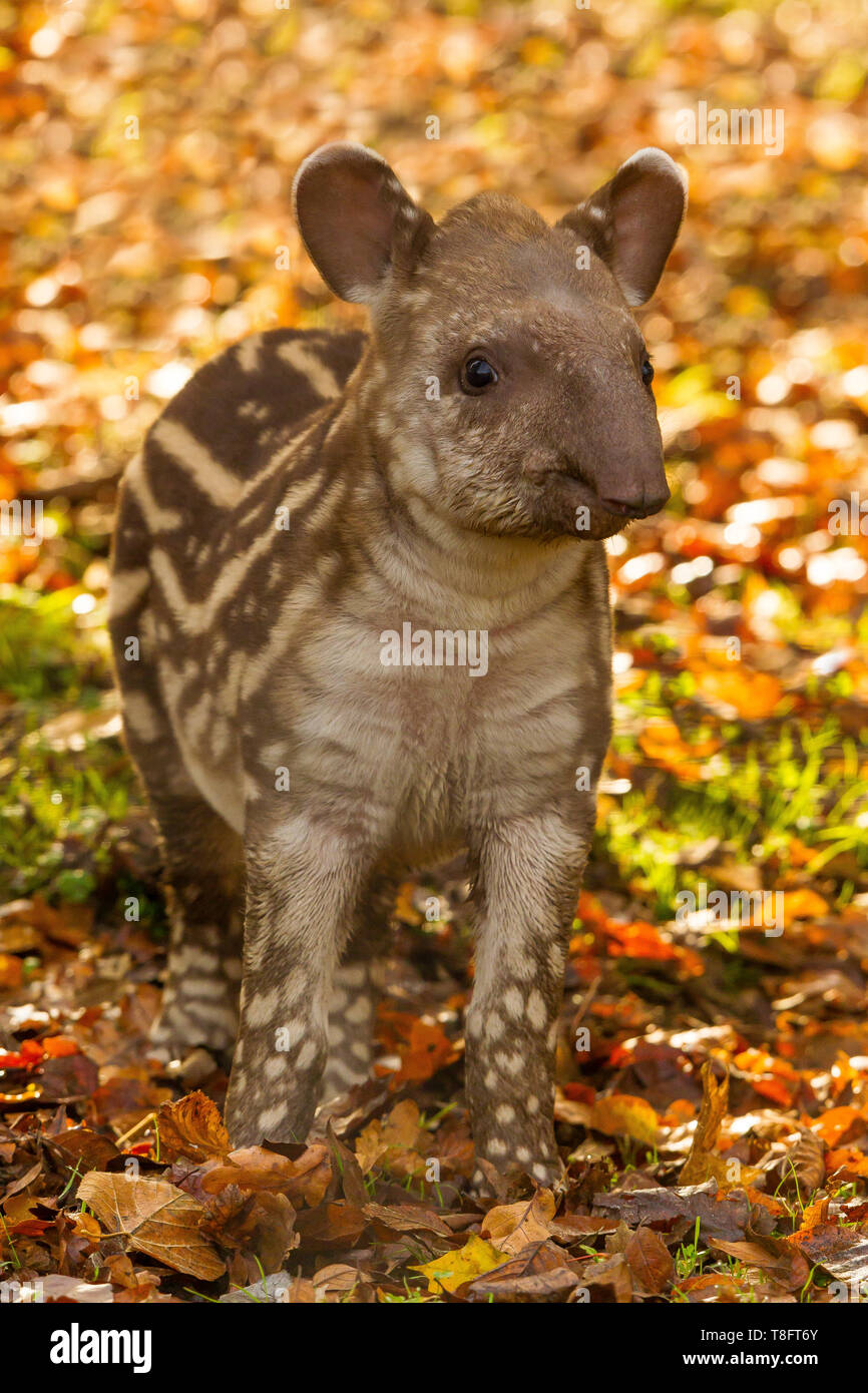 South American Tapir or Brazilian Tapir Calf ( Tapirus Terrestris ...
