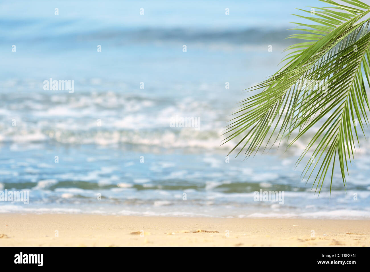 Tropical leaves on sand beach near sea Stock Photo - Alamy