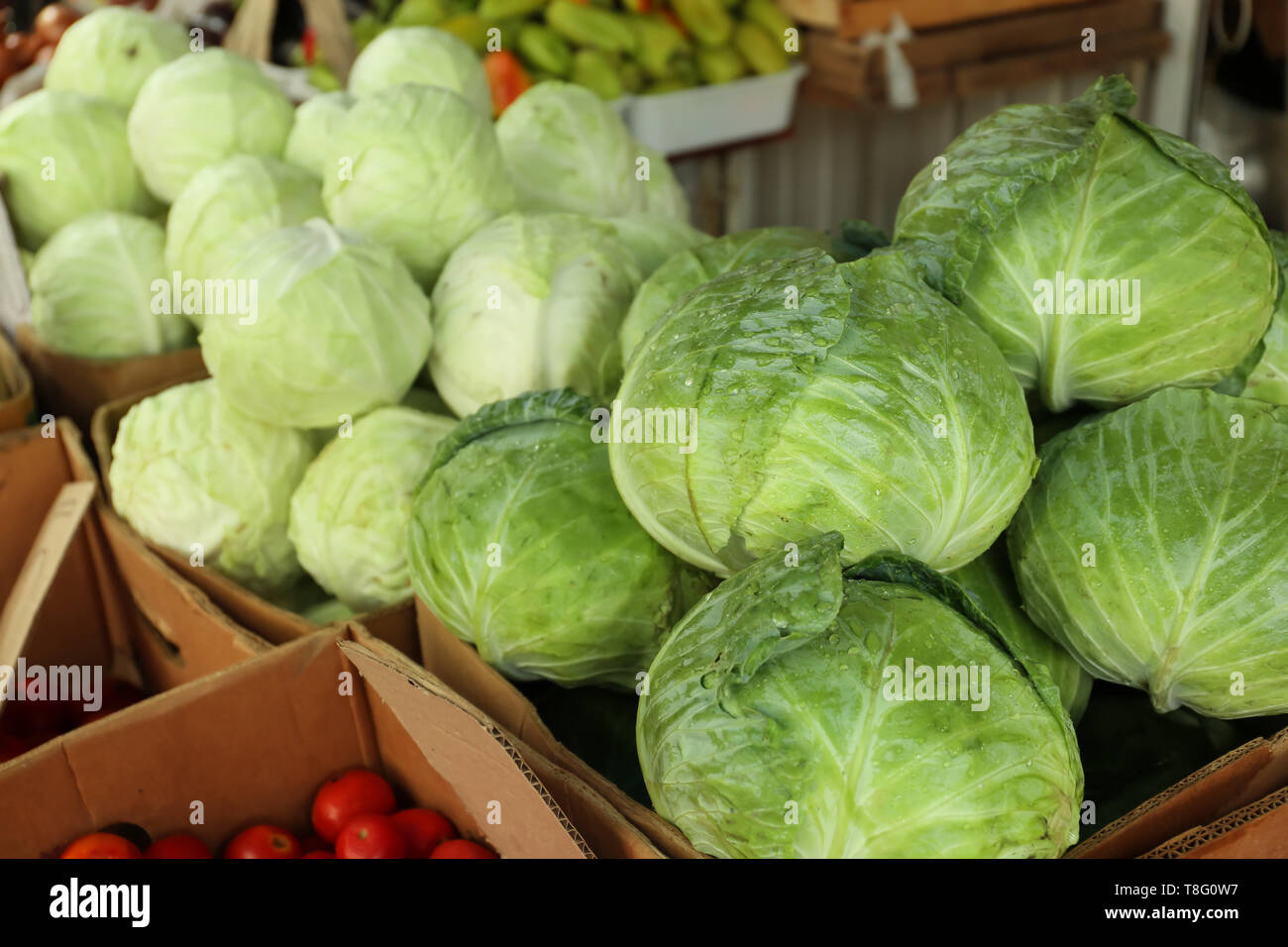 Fresh cabbage in cardboard boxes at market Stock Photo - Alamy
