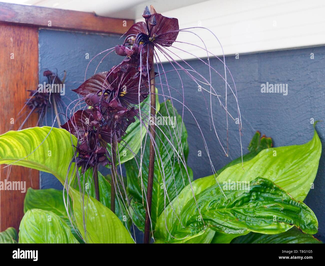 Black bat flower plant or Tacca Chantrieri with multiple blooms, wet ...