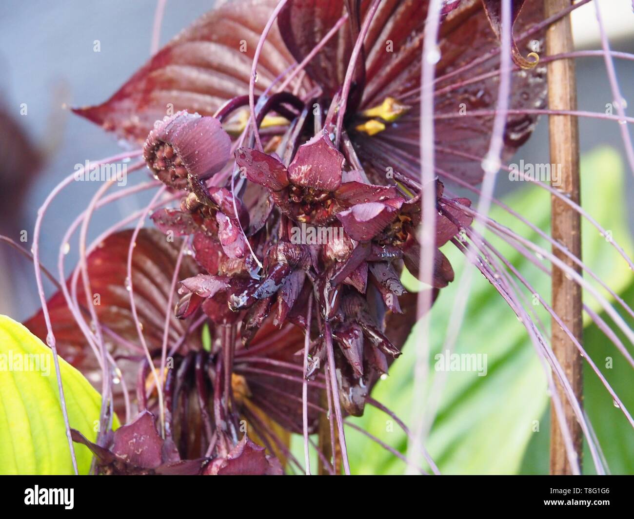 Weirdly beautiful Black bat flowers with their bat-like bracts, flowers ...