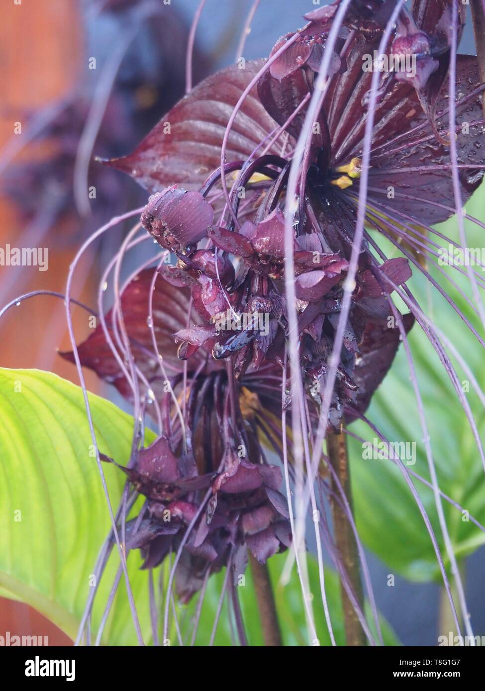 Weirdly beautiful Black bat flowers with their bat-like bracts, flowers ...