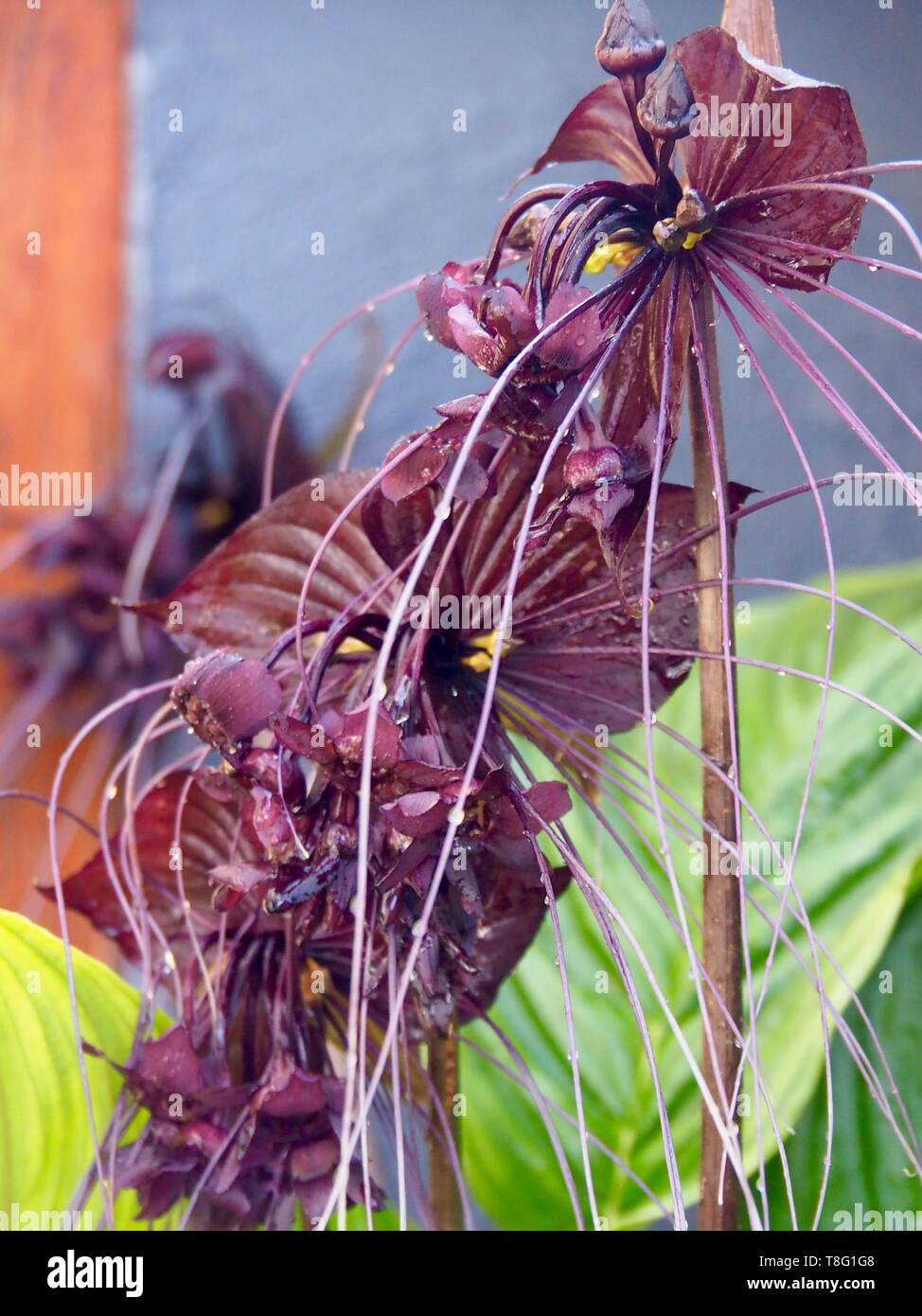 Weirdly beautiful Black bat flowers with their bat-like bracts, flowers ...