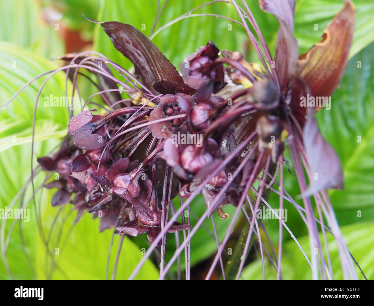 Weirdly beautiful Black bat flowers with their bat-like bracts, flowers ...