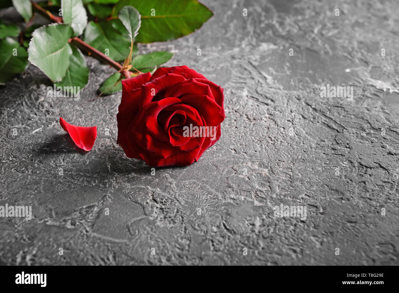 Beautiful red rose on grey background Stock Photo - Alamy