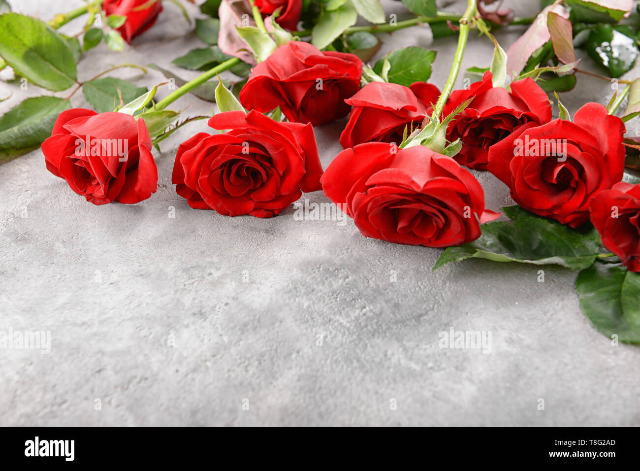Beautiful red roses on grey background Stock Photo - Alamy