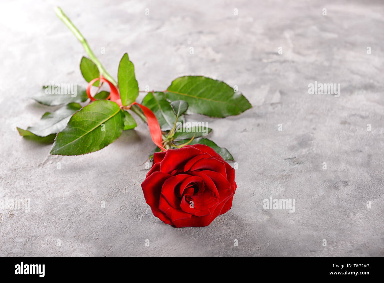 Beautiful red rose on grey background Stock Photo - Alamy
