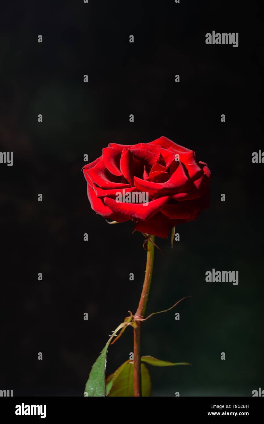 Beautiful red rose on dark background Stock Photo - Alamy