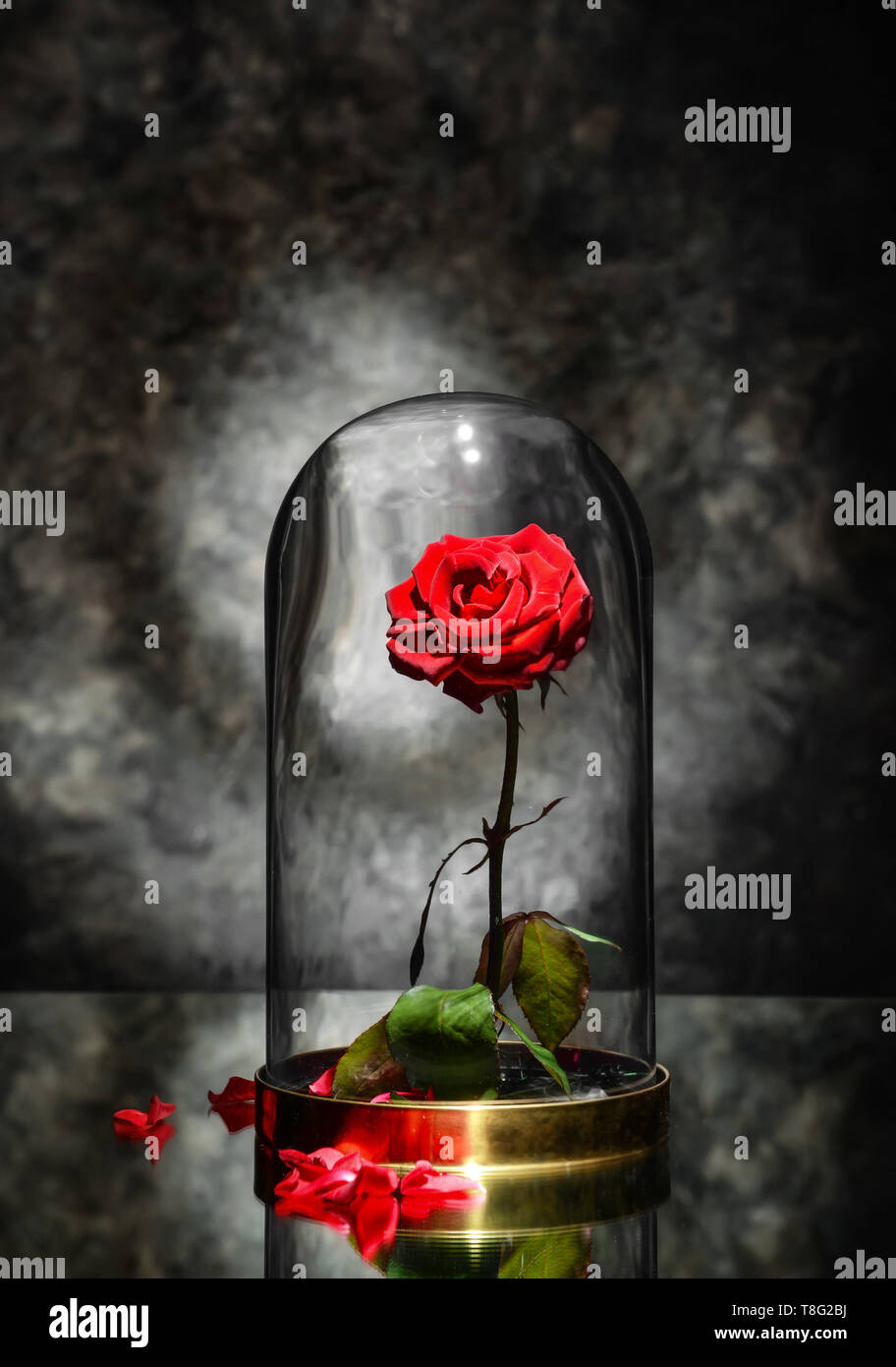 Beautiful red rose under hi-res stock photography and images - Alamy