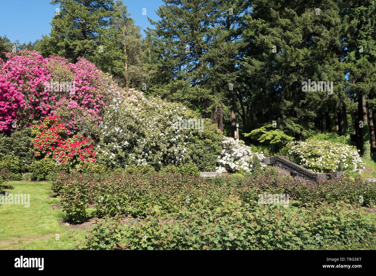 International Rose Test Garden in Portland, Oregon, USA Stock Photo - Alamy