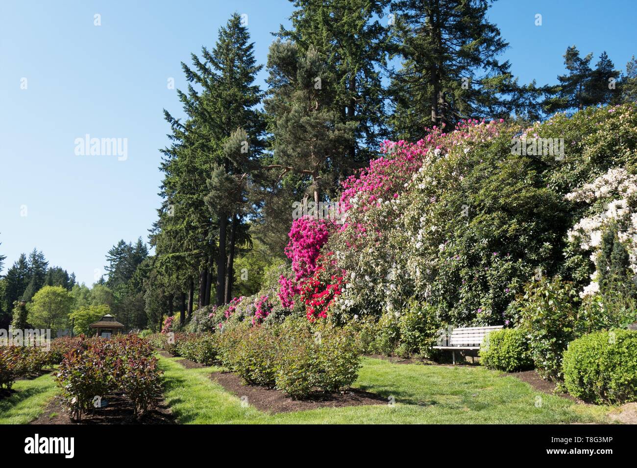 International Rose Test Garden in Portland, Oregon, USA Stock Photo - Alamy