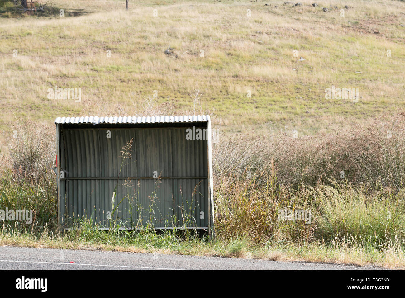 A lonely empty corrugated iron bus stop surrounded by long grass, near ...