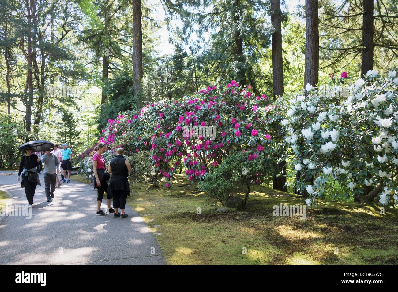 People admiring large rhododendron bushes at Portland Japanese Garden ...