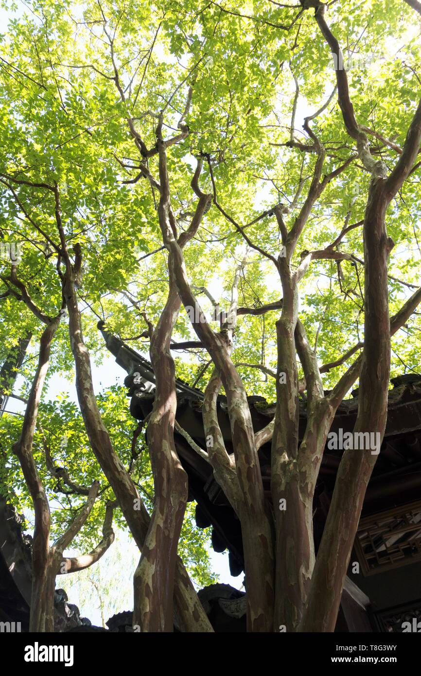 Lagerstroemia 'Natchez' - Crape Myrtle tree - at Lan Su Chinese Garden ...