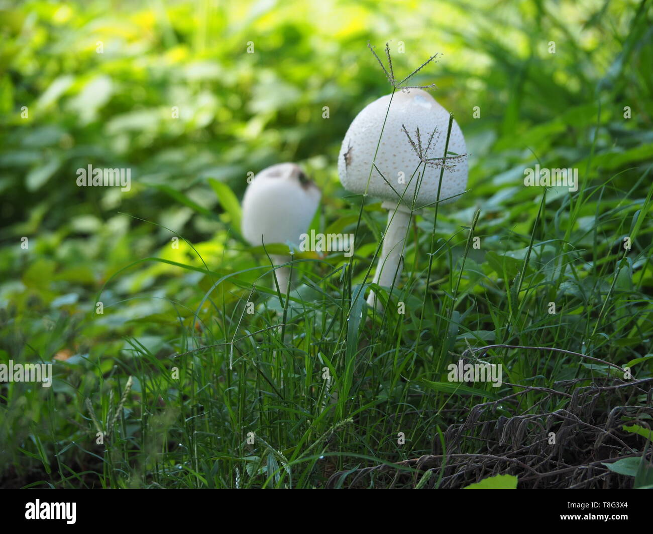 Mushrooms or toadstools Stock Photo - Alamy