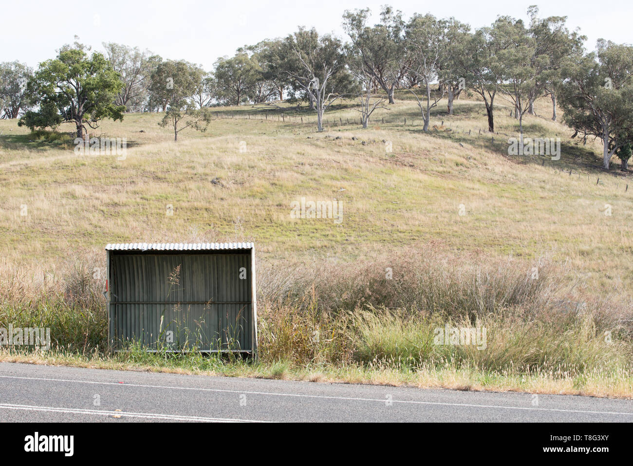 A lonely empty corrugated iron bus stop surrounded by long grass, near ...