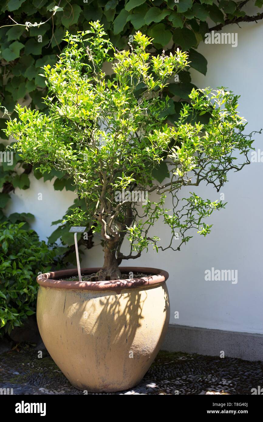 Dragon plant hi-res stock photography and images - Alamy