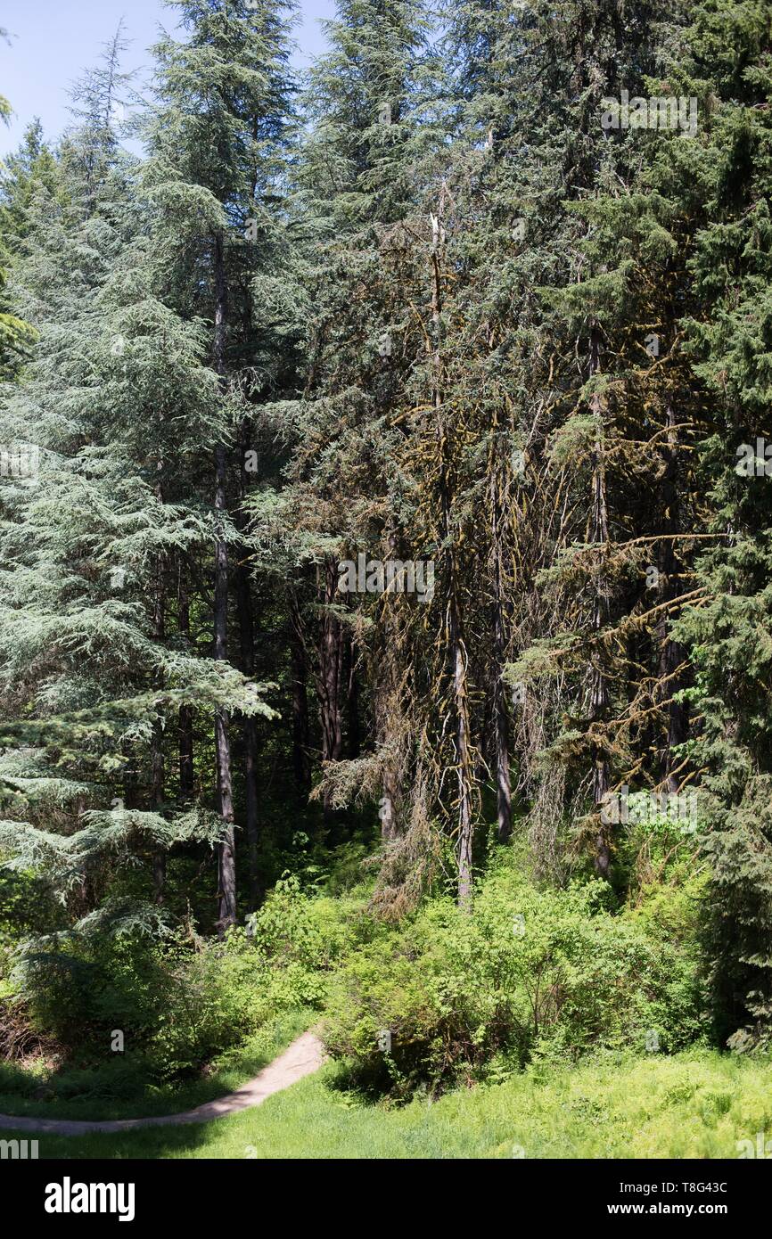 Redwood Forest Oregon High Resolution Stock Photography and Images - Alamy