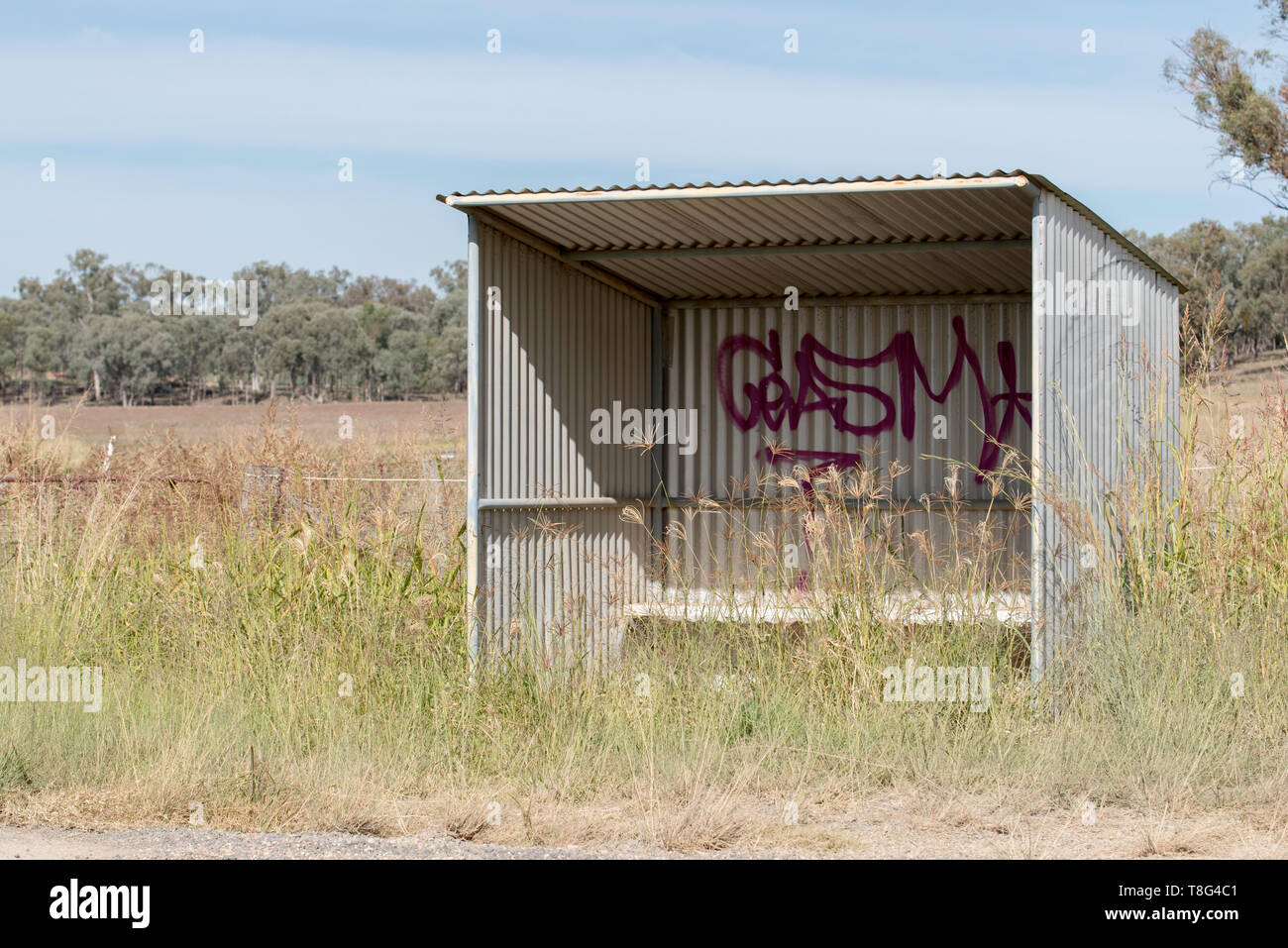 A lonely empty corrugated iron bus stop surrounded by long grass, near ...