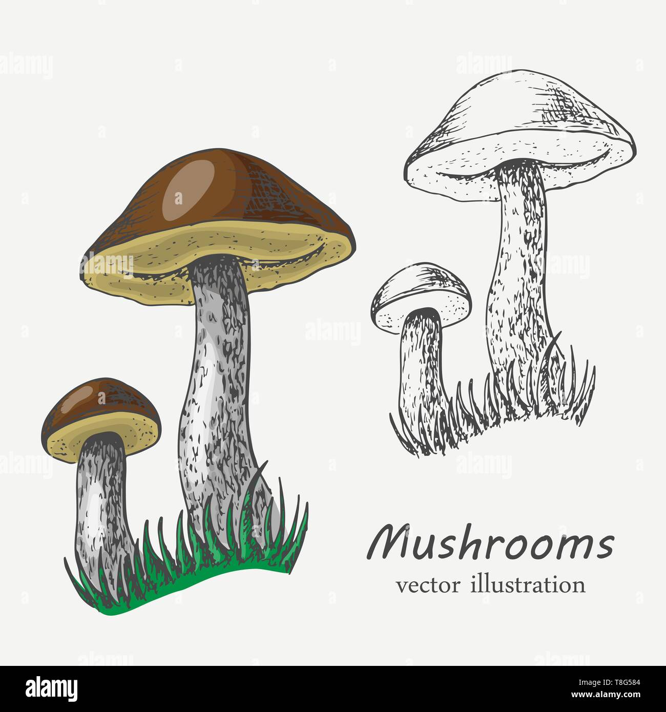 Graphic and colored mushrooms. Vector illustration for your design ...