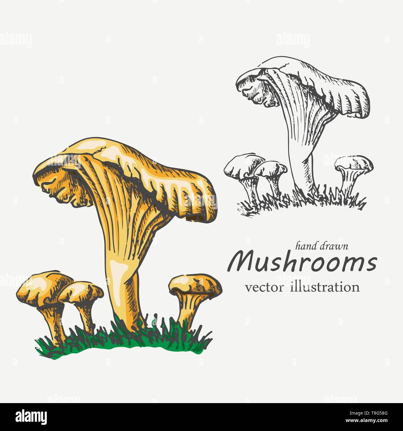 Graphic and colored mushrooms. Vector illustration for your design ...