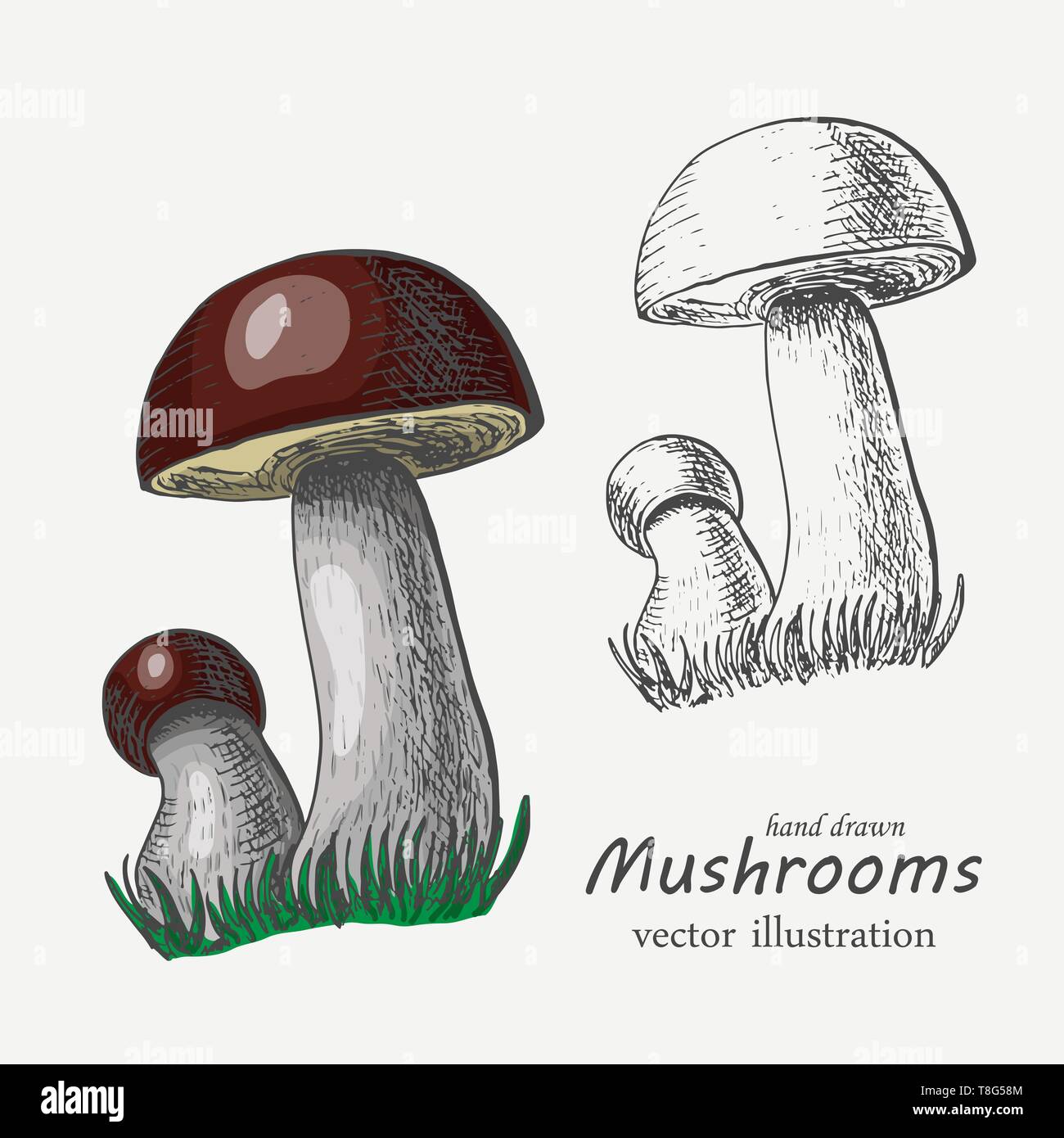 Graphic and colored mushrooms. Vector illustration for your design ...