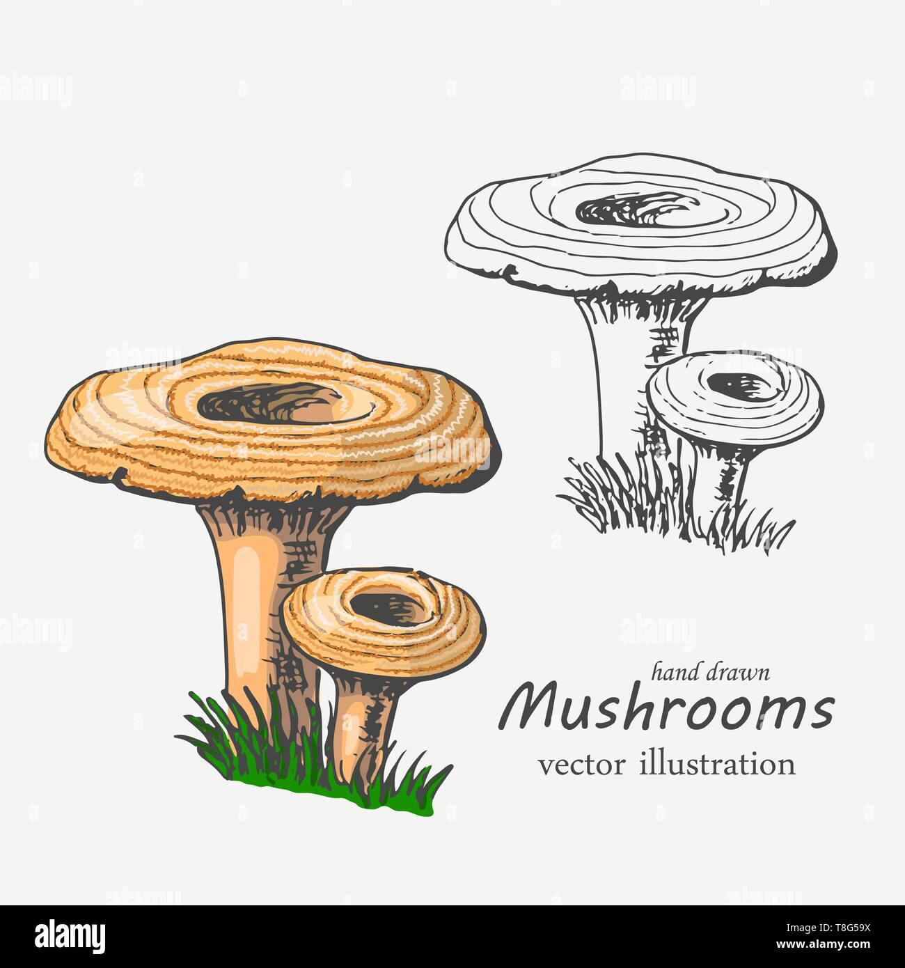 Graphic and colored mushrooms. Vector illustration for your design ...