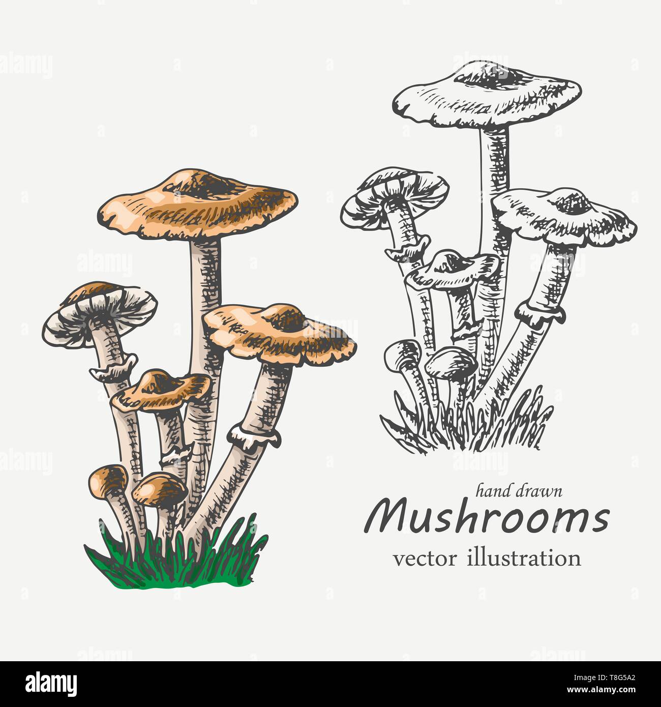 Graphic and colored mushrooms. Vector illustration for your design ...