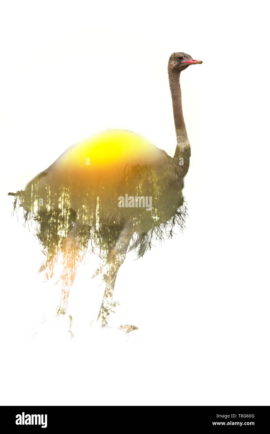 World Wildlife Day Environmental and Wildlife Concepts Stock Photo - Alamy
