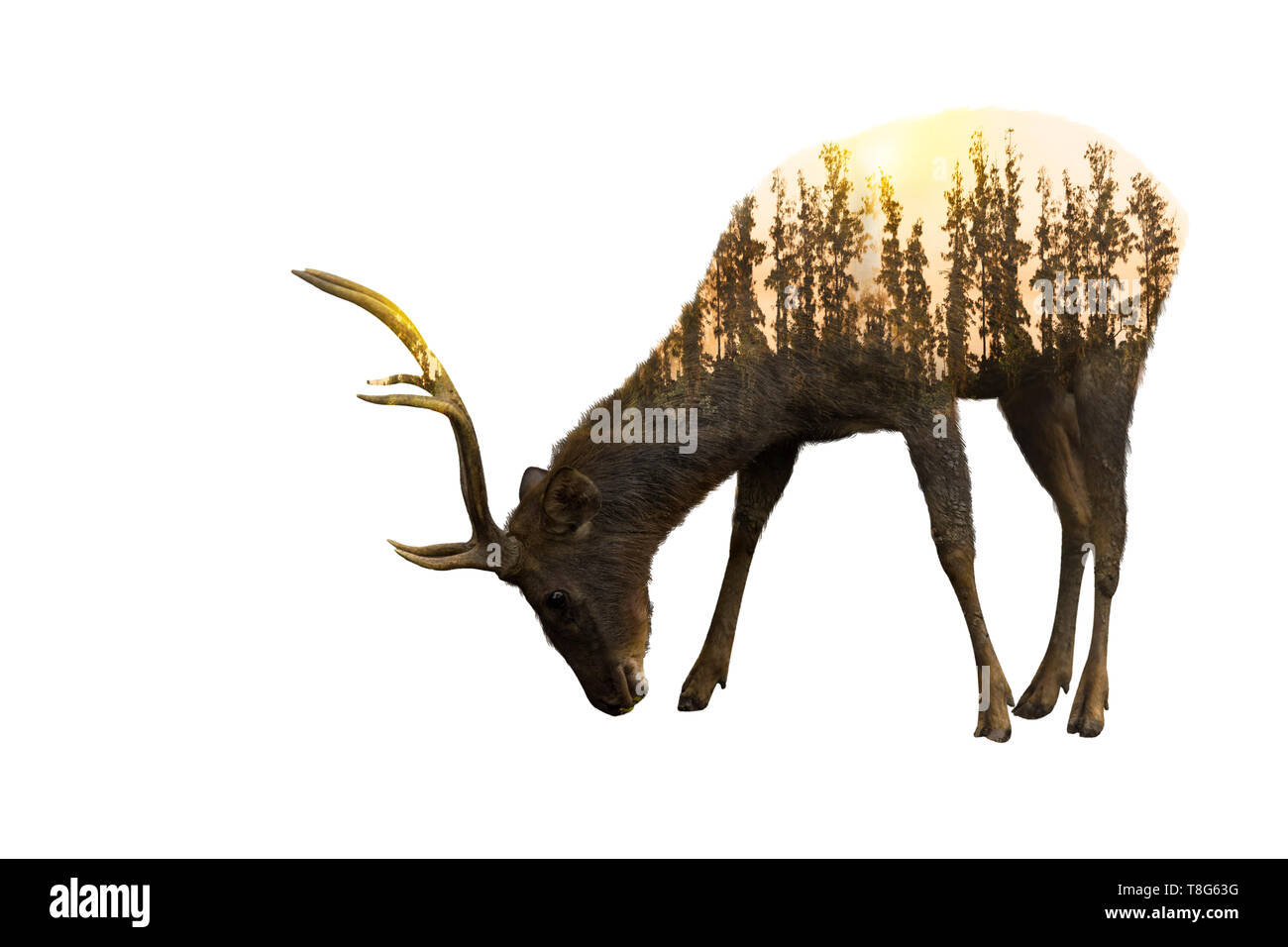 World Wildlife Day Environmental and Wildlife Concepts Stock Photo - Alamy