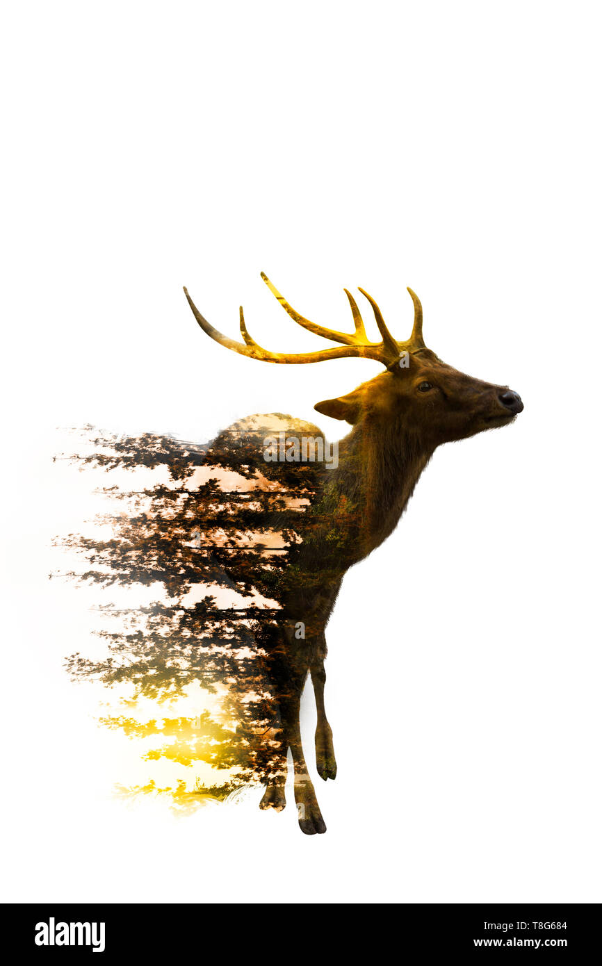 World Wildlife Day Environmental and Wildlife Concepts Stock Photo - Alamy