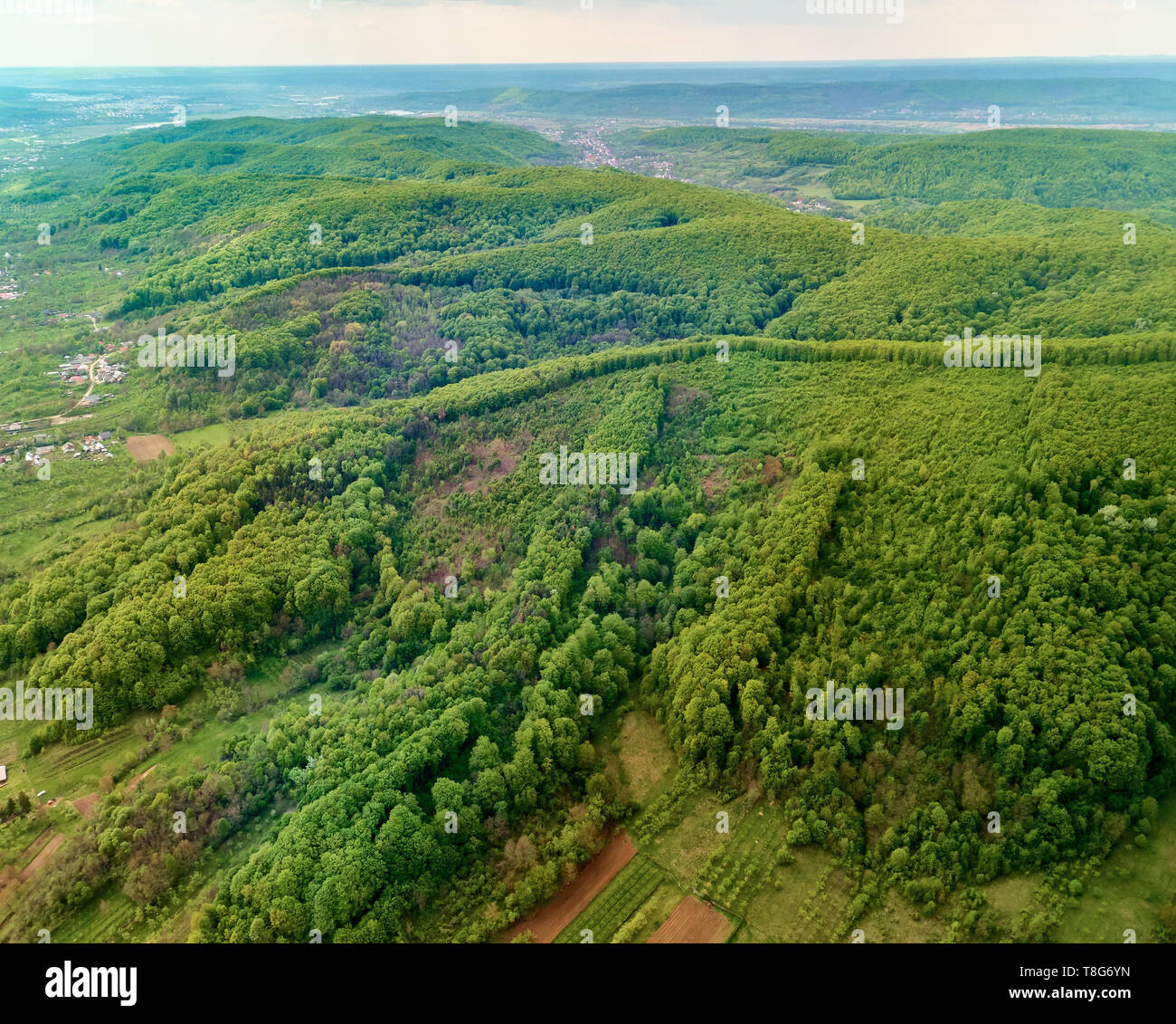 Panoramic shot deciduous trees hi-res stock photography and images - Alamy