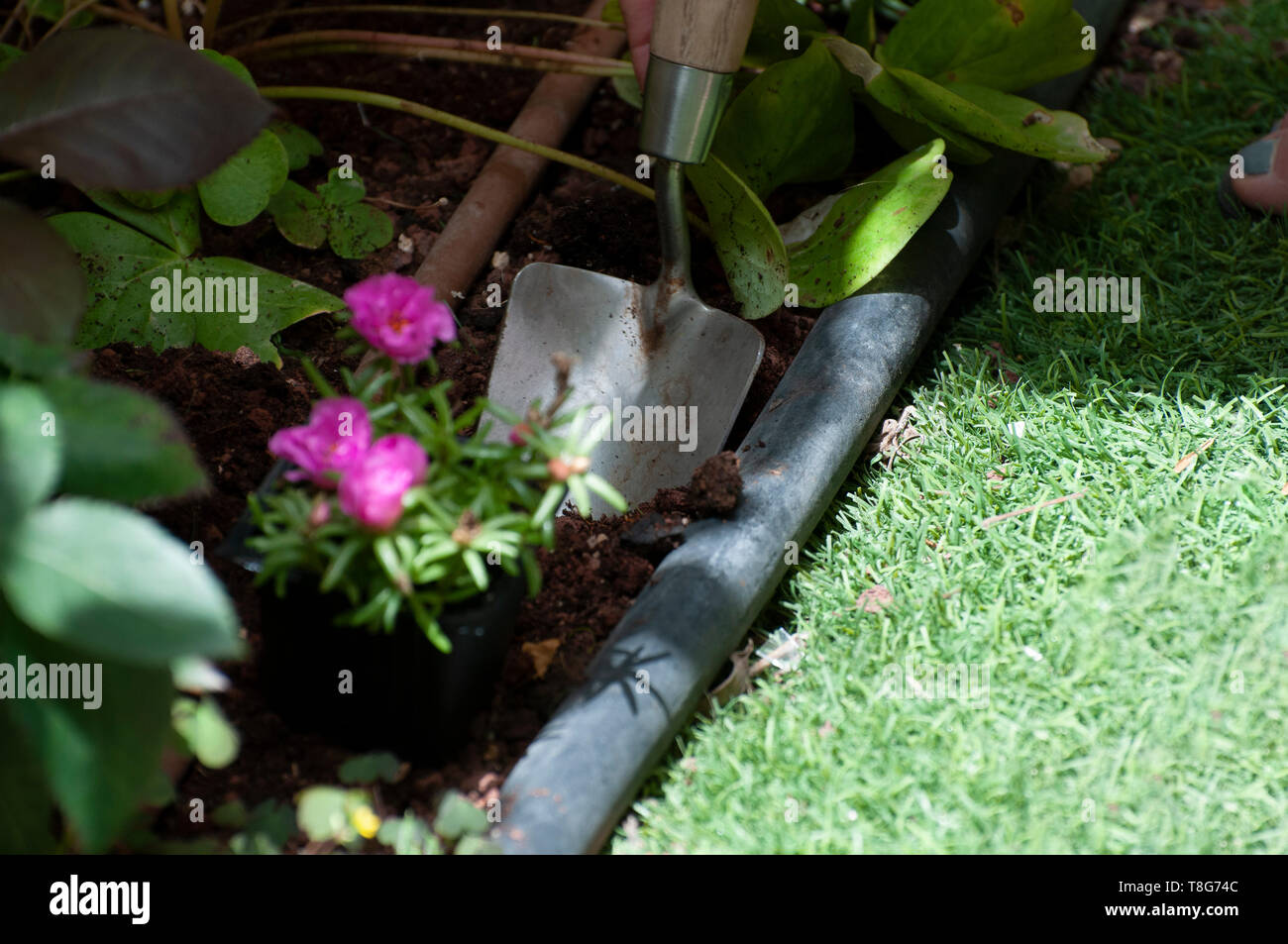 woman planting in her garden only her hands are visible in this image ...