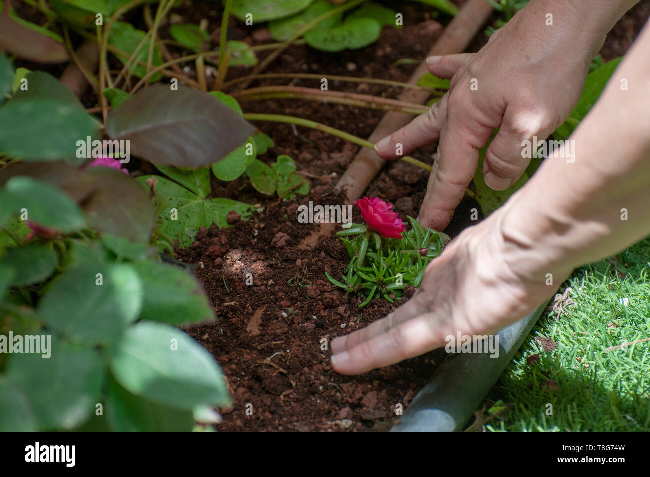 woman planting in her garden only her hands are visible in this image ...